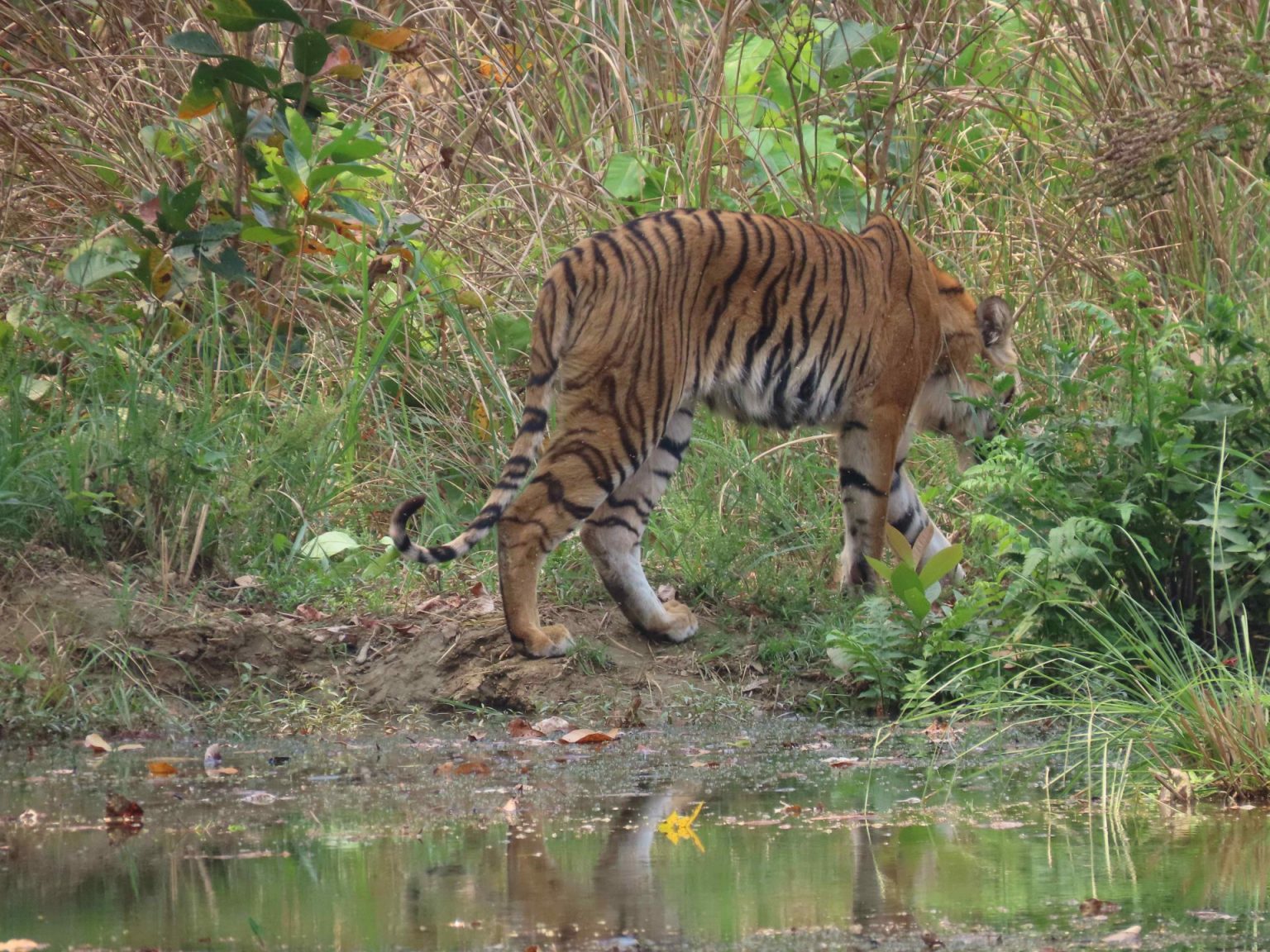 Bardia National Park - Red Reach Himalaya Trek