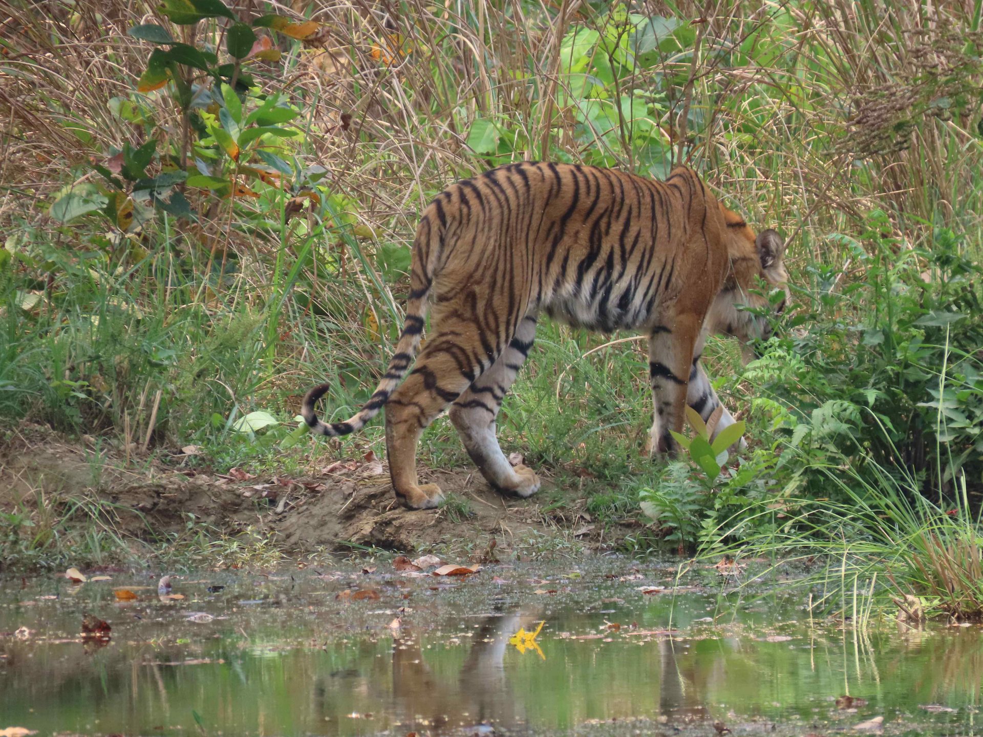 Bardia National Park - Red Reach Himalaya Trek